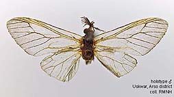 Papua Insects Foundation (Lepidoptera/Psychidae thumbnails)